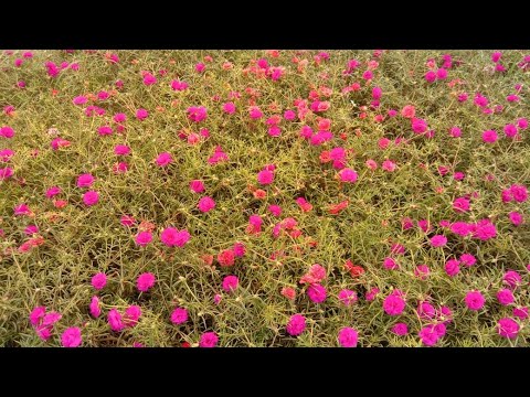 How to Grow Portulaca from Cuttings || Indoors Gardening for Beginners ...