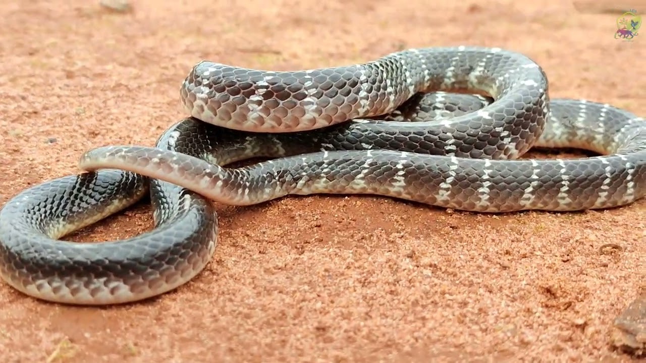 Kraits के ज़हर में है अद्भुत ताकत || Asia का Taipan बनने की क्षमता है || - YouTube