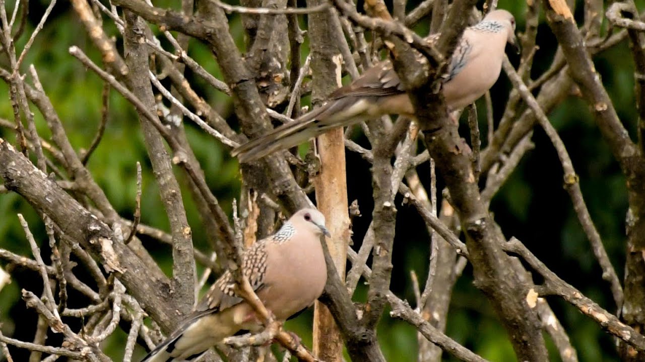 Spotted Dove Male Female During rainy - YouTube