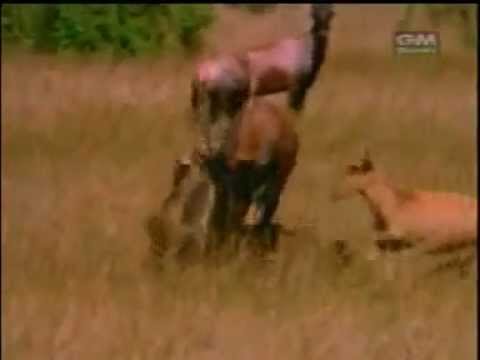 sırtlanların avı