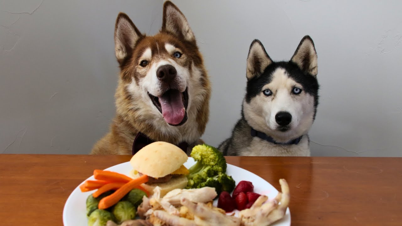 Husky Dogs Review Food/Taste Test and Funny Video of Dog Reactions ...