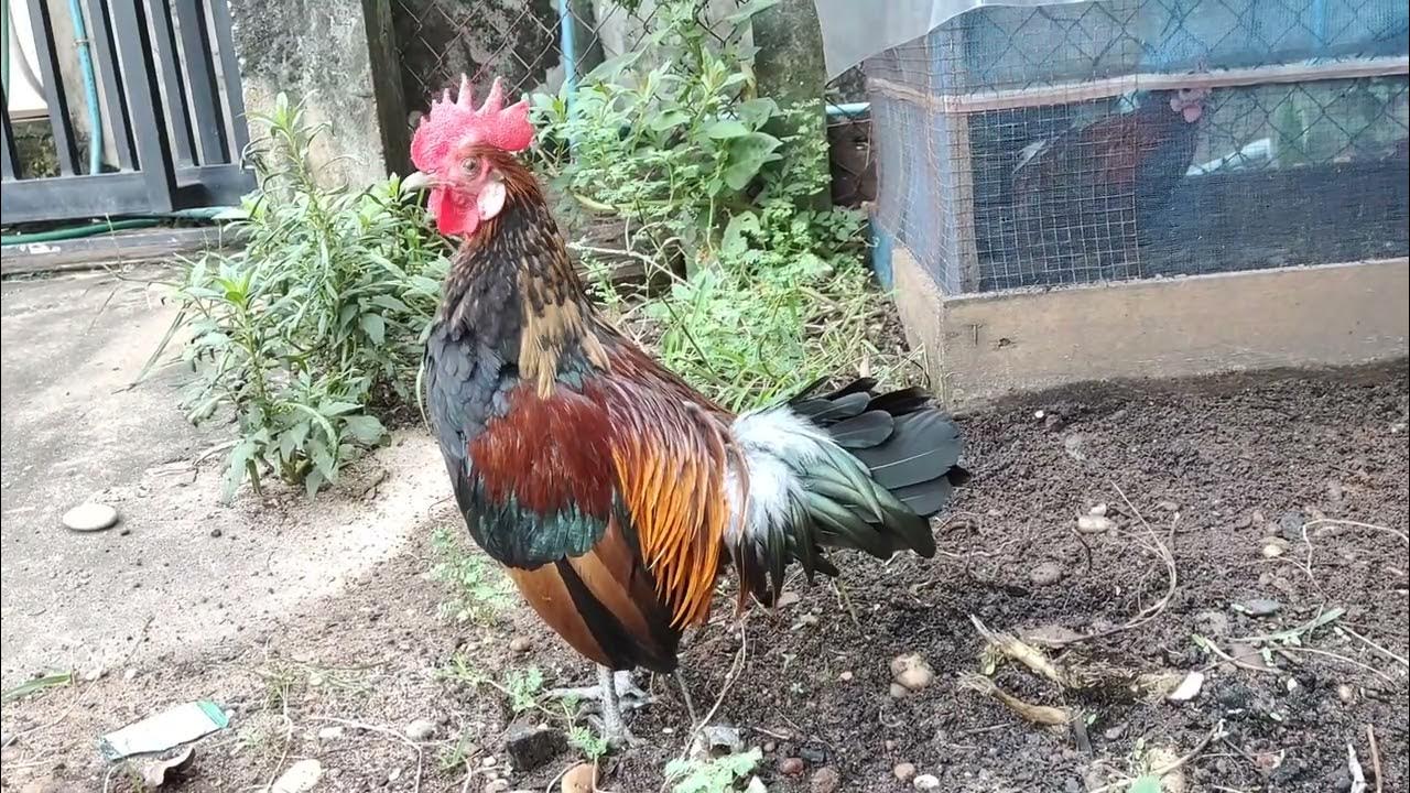 ພໍ່ພັນຂັ້ນເທບ Noob qaib qus dib tuaj zoo - YouTube