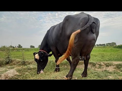 Beautiful pure nilli Ravi Buffalo For Sale in Pakistan on YouTube ...