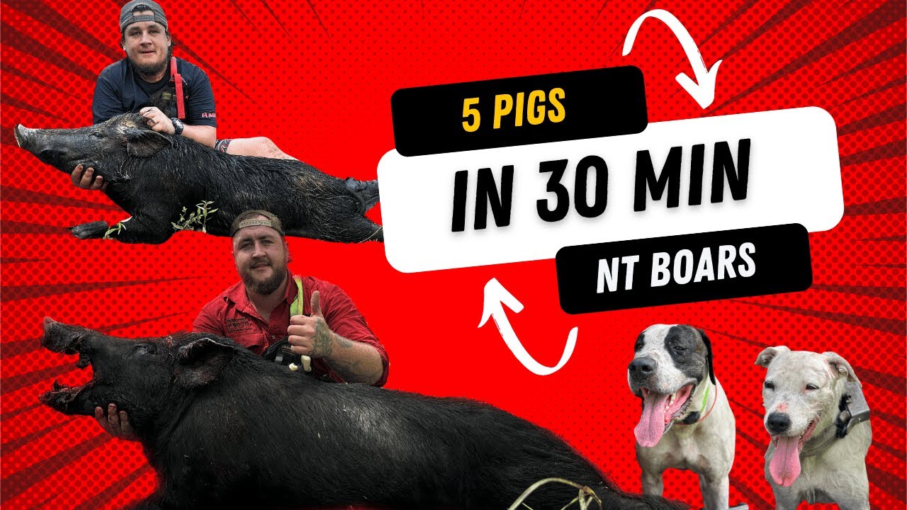 5 PIGS IN 30 MIN // NT BOAR HUNTING - YouTube