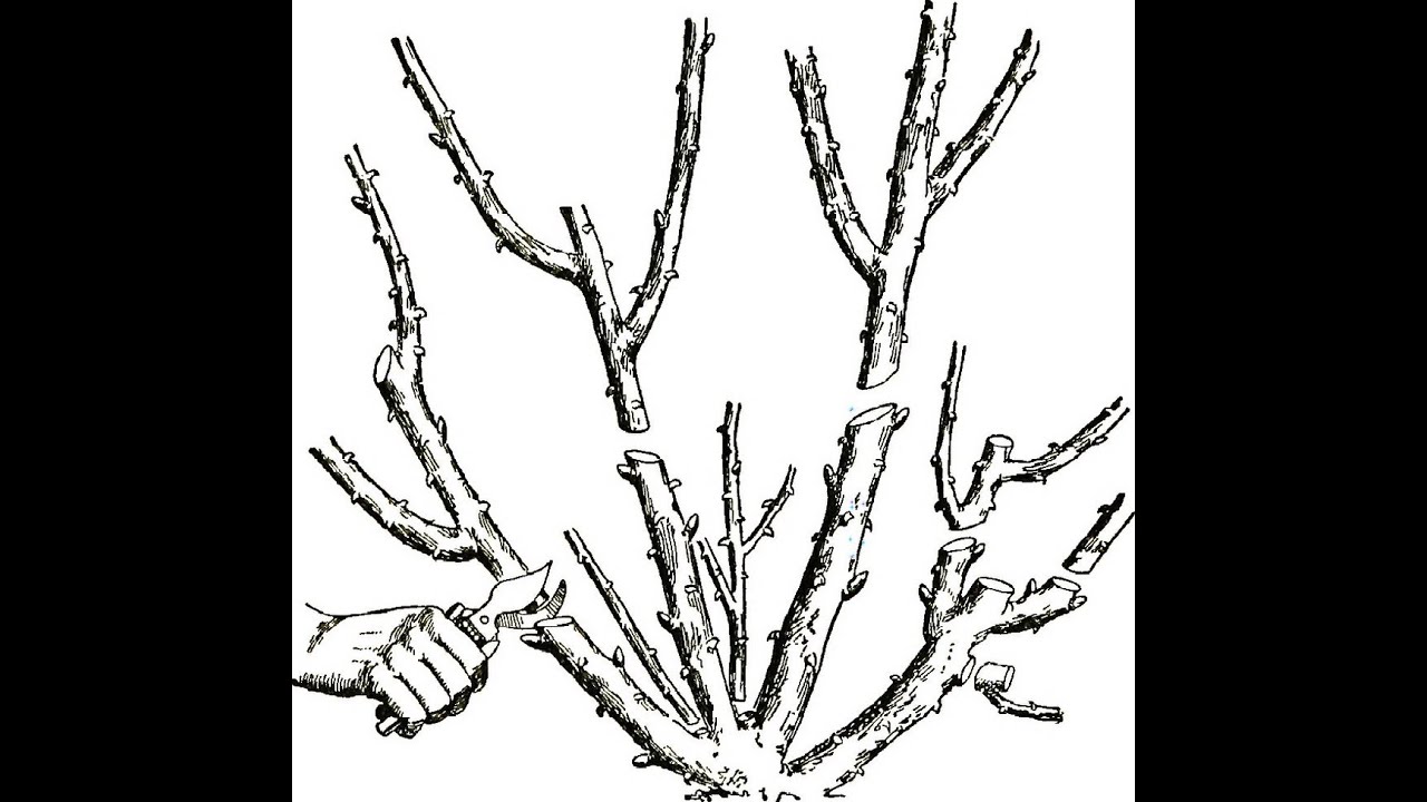 Rose pruning made easy: some simple guidelines - YouTube
