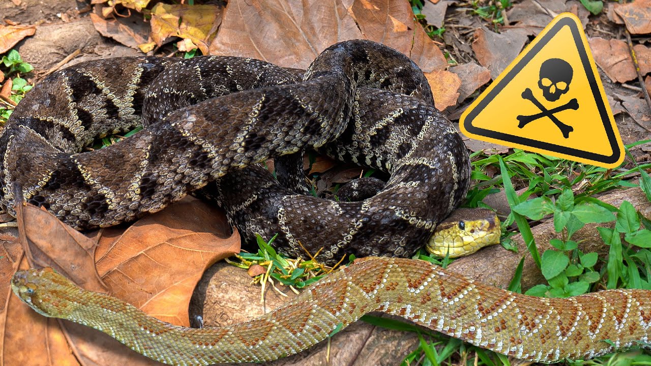 The Deadliest Snakes Of Mexico - YouTube