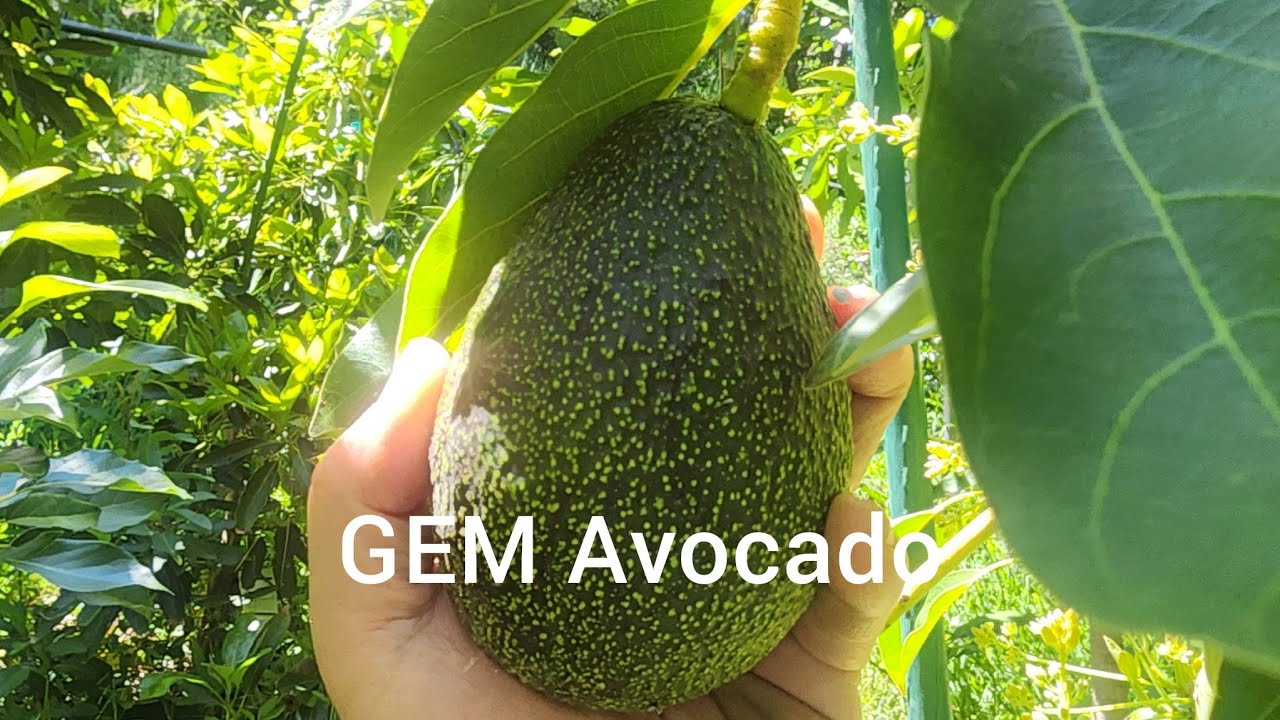 Finally Harvesting my Homegrown GEM Avocado. What a Beautiful Avocado ...