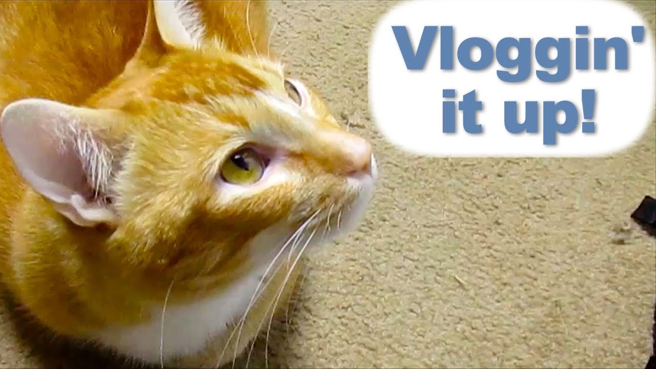 Deep Thoughts From A Cat... (vloggin' 8/19 /13) - YouTube