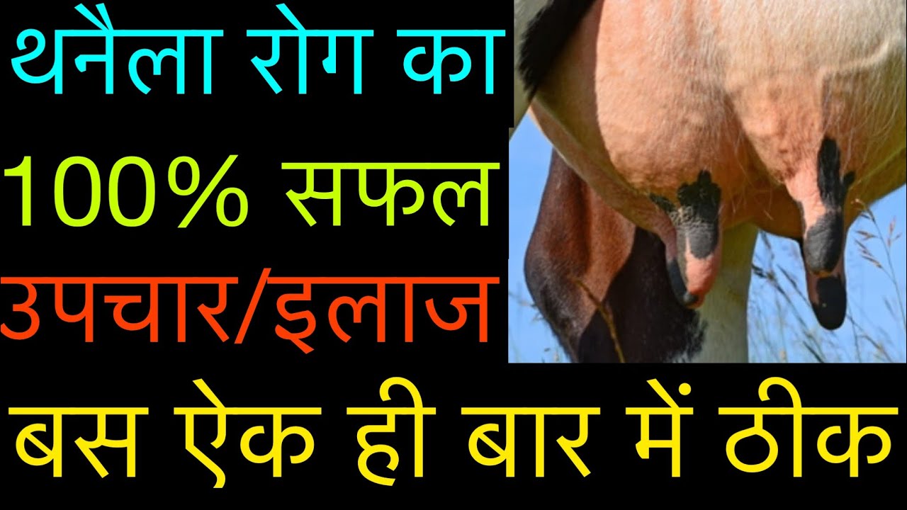 Treatment & symptoms of mastitis in cattle & buffalo l गाय व भैंस में ...