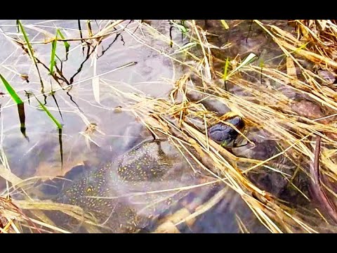 Northern Wood Turtles - Mating - YouTube