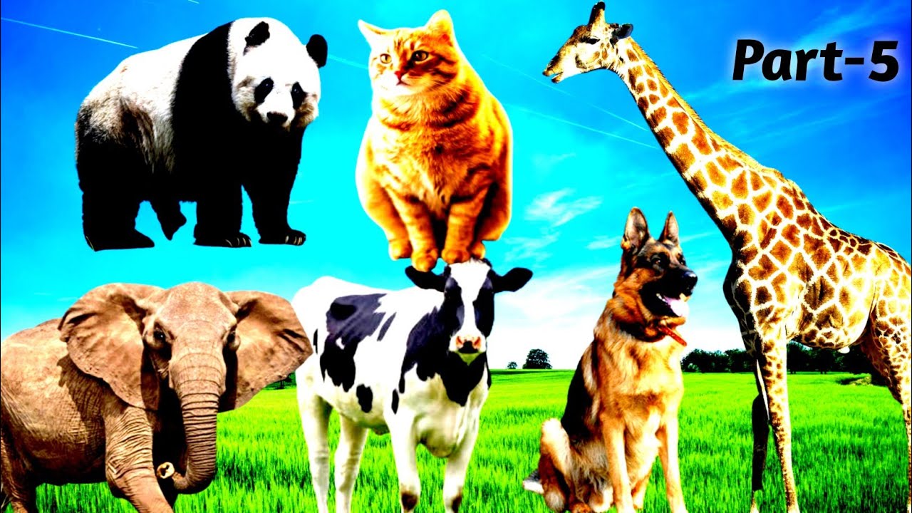 Learn Family Animal Video Sound: Cat, Dog, Monkey, Elephant, Cow ...