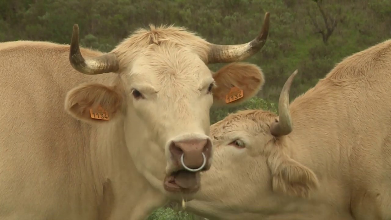 Raza Autóctona 100%. Vaca Palmera. - YouTube