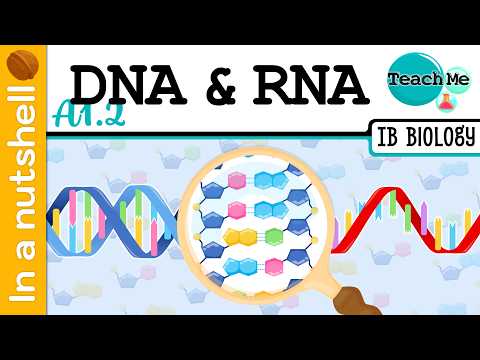 (A1.2) - DNA & RNA [In A Nutshell] - IB Biology (SL/HL)