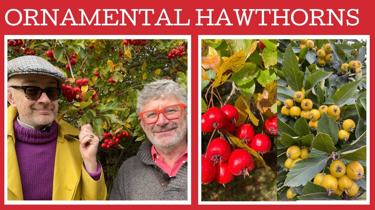 Ornamental Hawthorns: four different types all with fabulous autumn ...