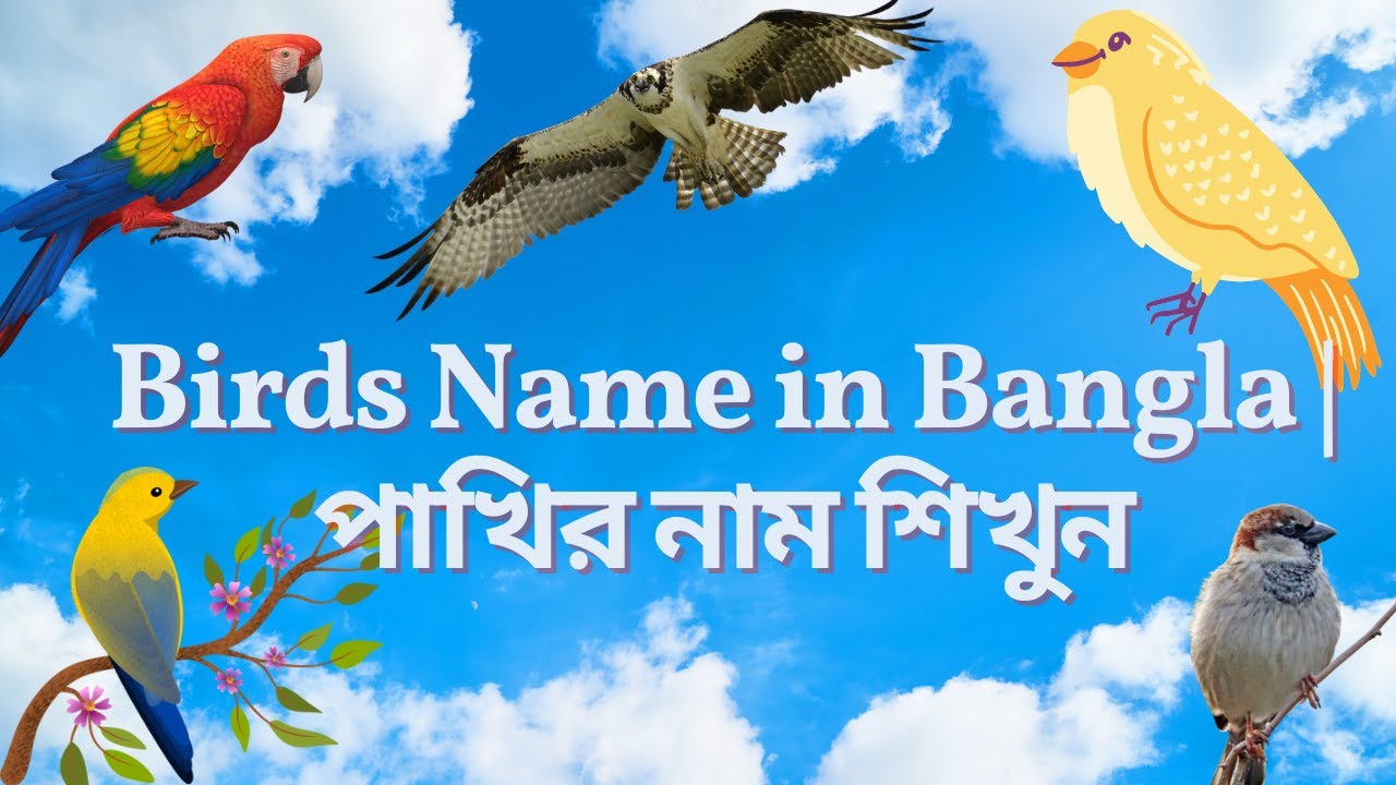 Bird Names with Spelling | Bengali Bird Names | পাখির নাম - YouTube