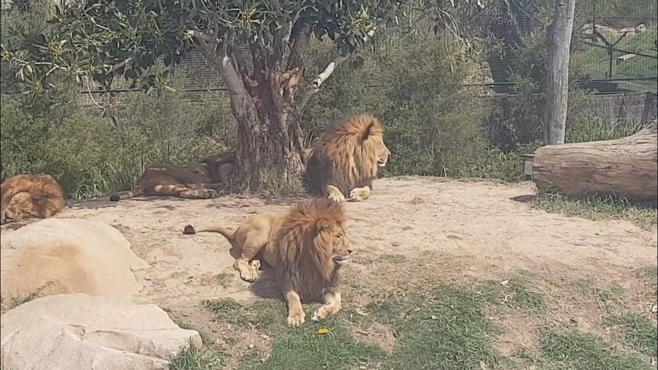 Lions - YouTube