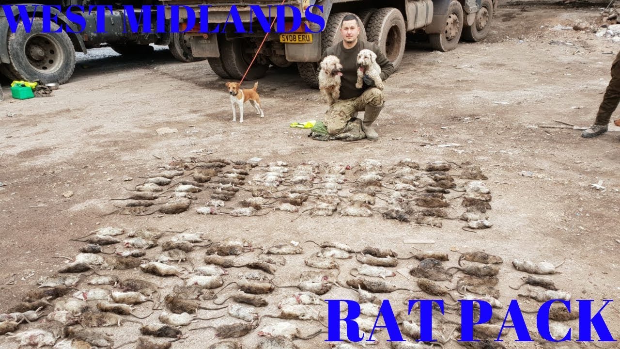 ratting with terriers / sealyham/ patterdale/ - YouTube