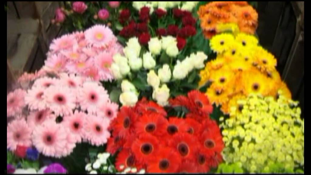 CANTARE NOUA PACE VOUA PETCA VASILE VIENA - YouTube