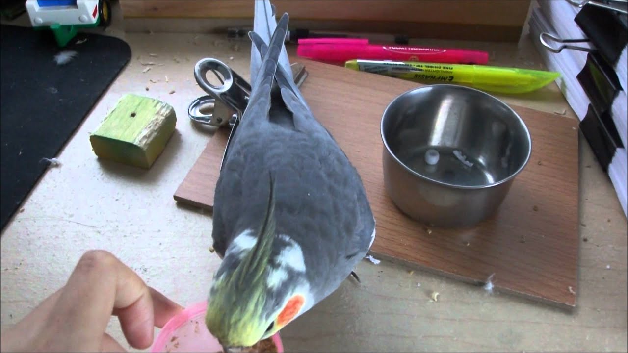 Cockatiel Tricks by Goku! - YouTube