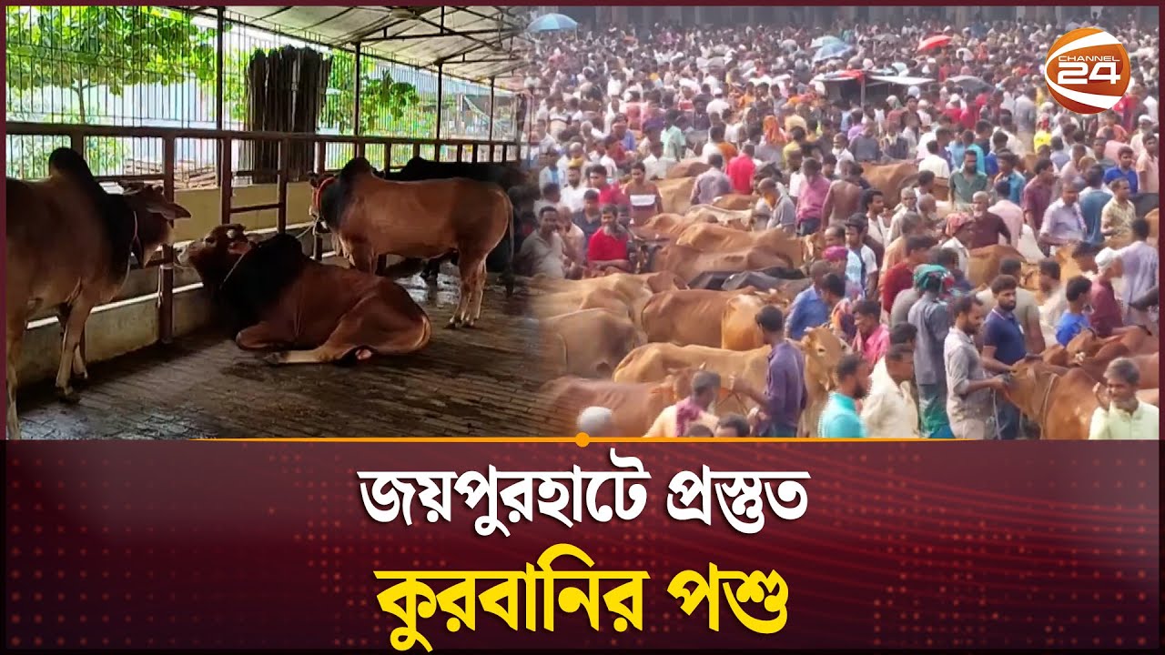 জয়পুরহাটে প্রস্তুত কুরবানির পশু | Cow Haat | Joypurhat | Eid Al-Adha ...