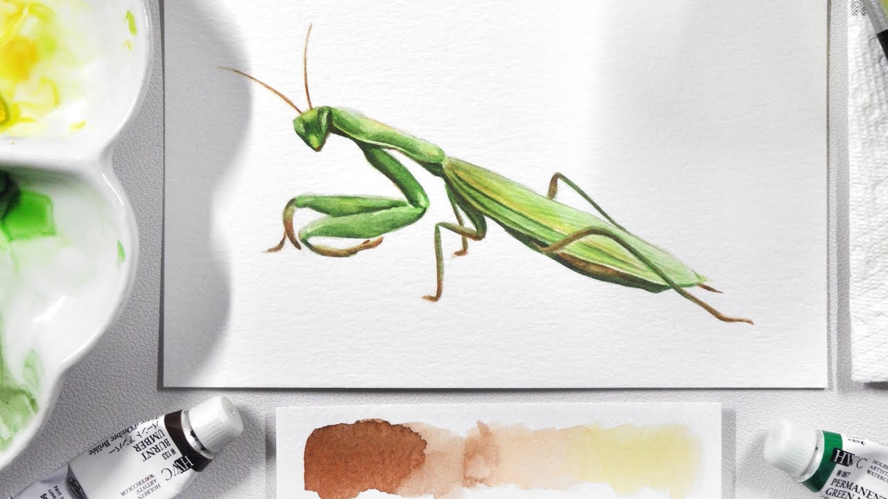 Mantis | Watercolor Painting Process - YouTube