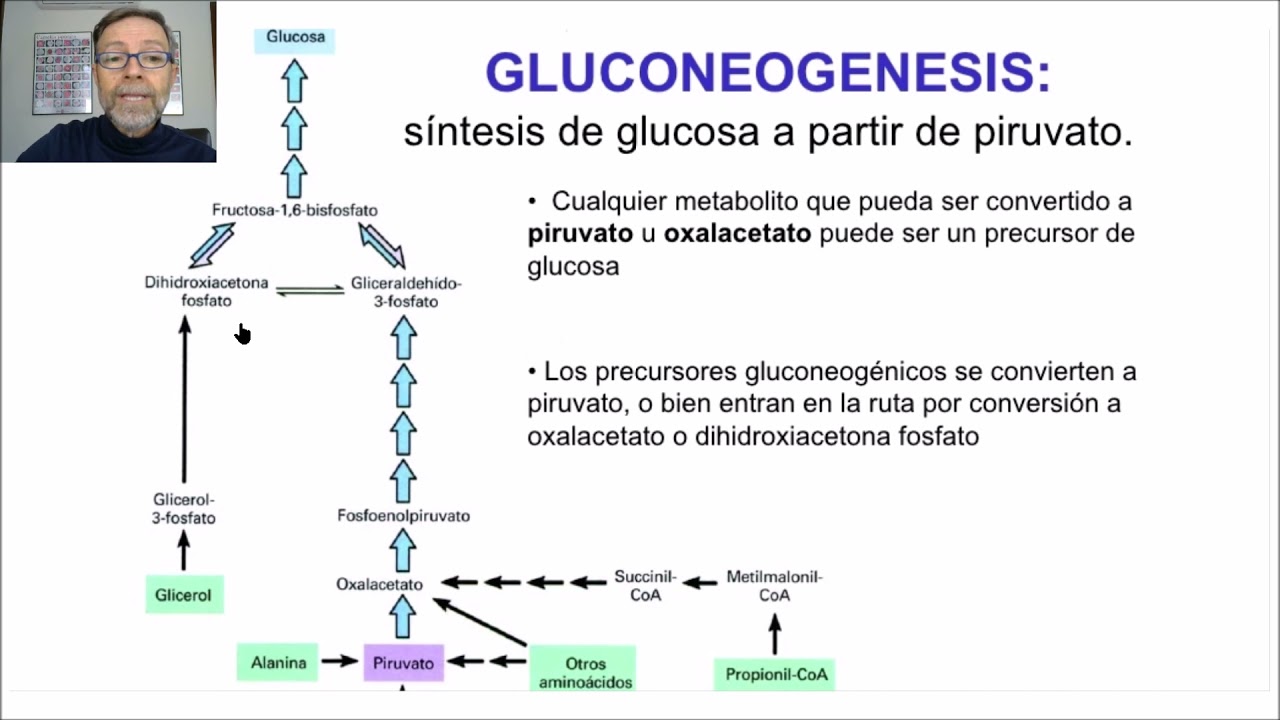 Etapas De La Gluconeogénesis CICLO DE KREBS | Mapa Conceptual Y