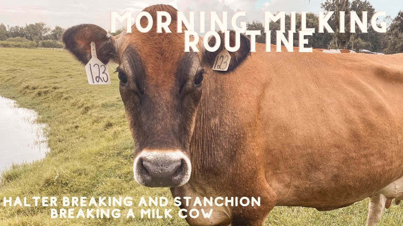Morning Cow Milking Routine - My Milk Cow and How I Halter and ...