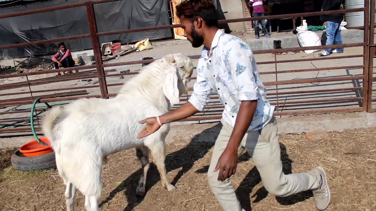 Most beautiful patira goat full pink skin 4 dant Kota Rajasthan - YouTube