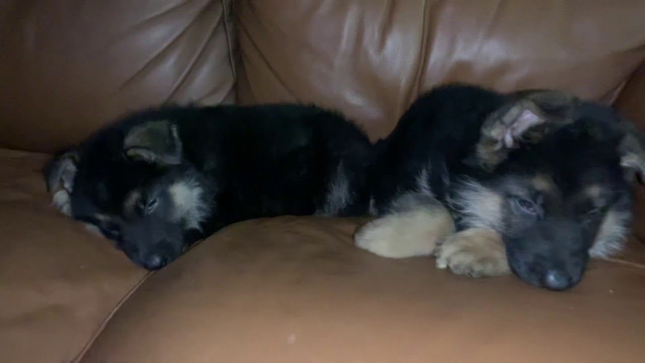 Baby Pastor Alemán - YouTube