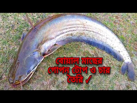 বোয়াল মাছের টোপ এবং চার তৈরী, বোয়াল মাছের চার ( Boal macer top ) Boal ...