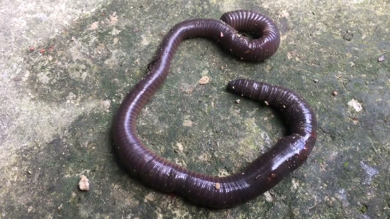 Con run to khổng lồ nhất | động vật quanh ta - YouTube