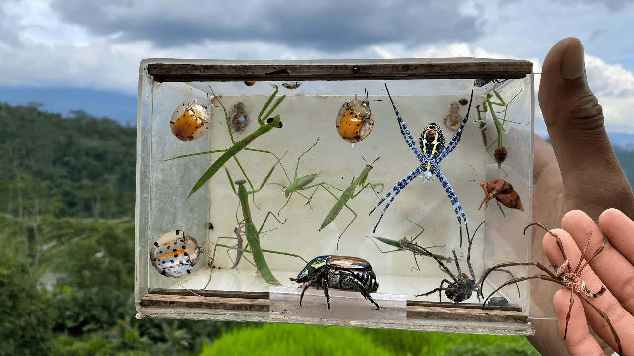 Hidden Amazing Bugs Insects In Backyard - YouTube