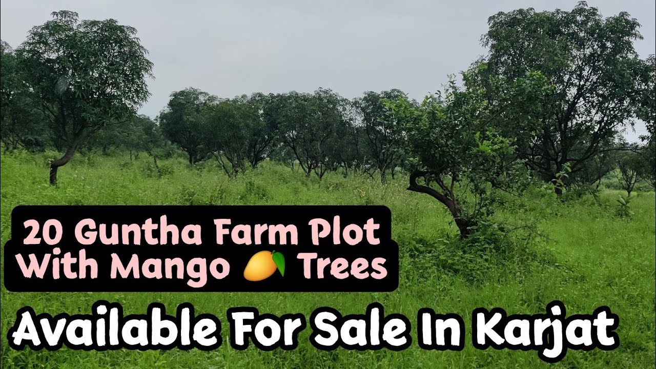 20 Guntha plot with mango trees for sale in Karjat. Near Kadav. Call ...