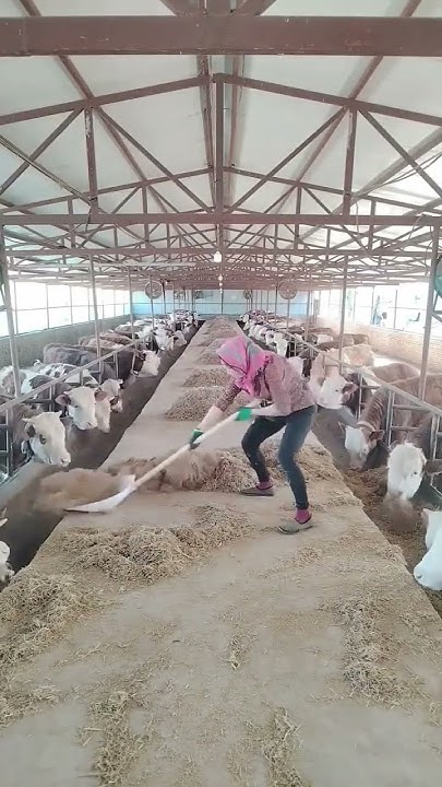 The process of feeding alfalfa to dairy cows in the cowshed - YouTube