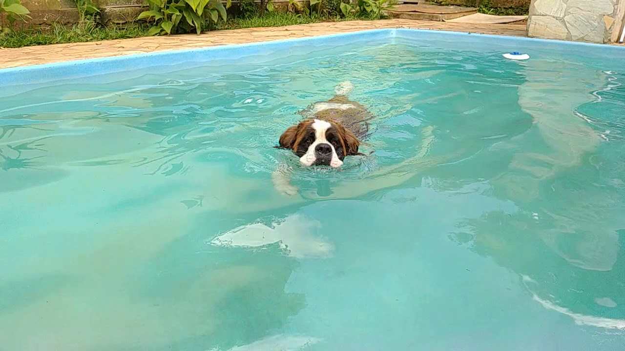 Do Saint Bernards Like To Swim