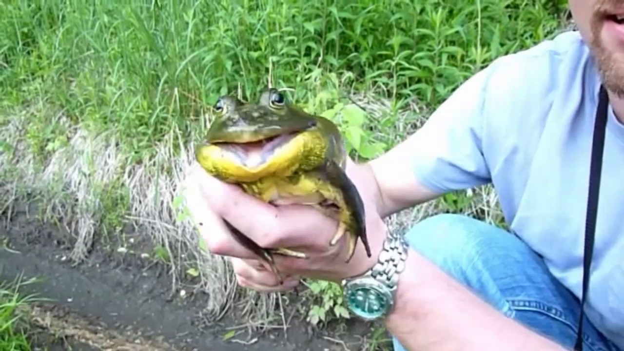 Screaming frogs try no to laugh - YouTube