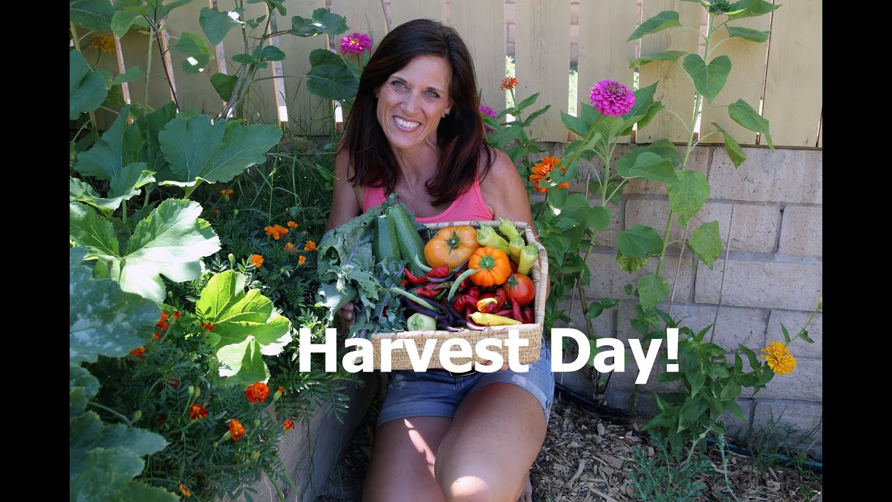Harvest Day and How to Oven Roast Veggies - Quick and Simple! - YouTube