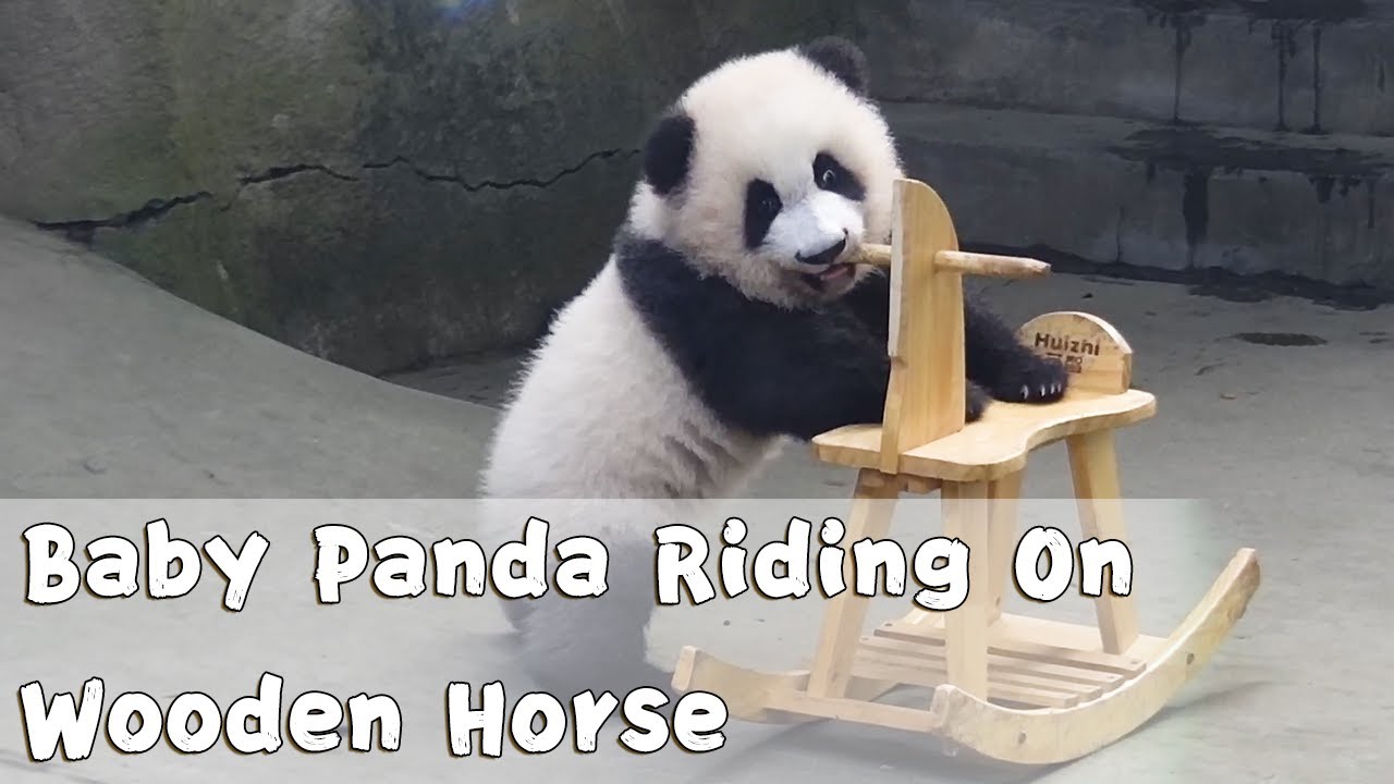 Baby Panda Riding On Wooden Horse | iPanda - YouTube