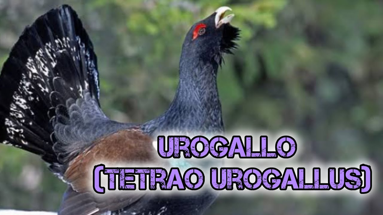 Cosas que deberías conocer sobre los Urogallos (Tetrao urogallus ...