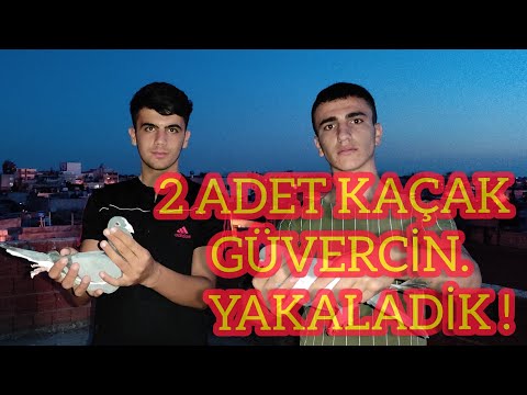 KAÇAK GÜVERCİNİ İNDİRDİK2 TANE GÜVERCİN YAKALADIK