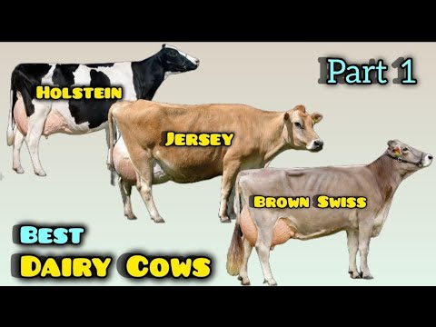 Holstein, Jersey and Brown Swiss: The 3 Breeds That Define the World ...
