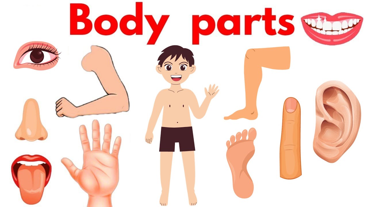Parts Of Body Body Parts Name Name Of Body Parts In English With parts-of-body-body-parts-name-name-of-body-parts-in-english-with