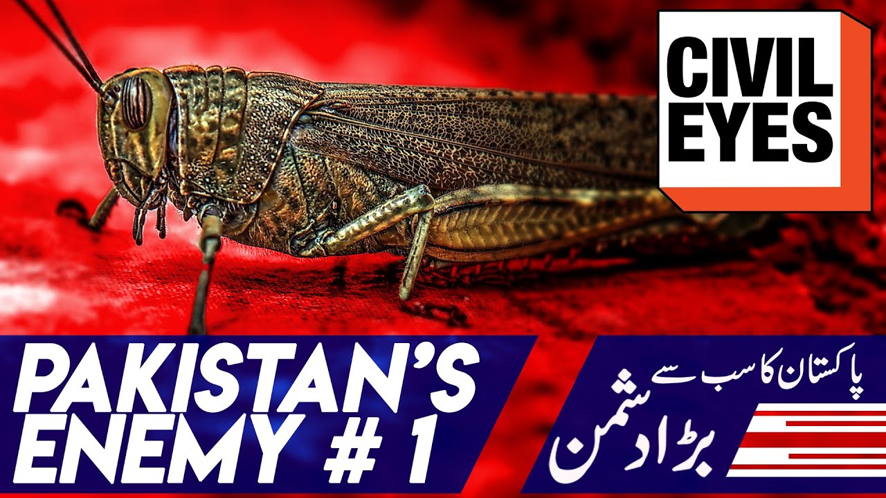 Locust plague of Pakistan | Tiddy Dul | The Real Truth | How ...