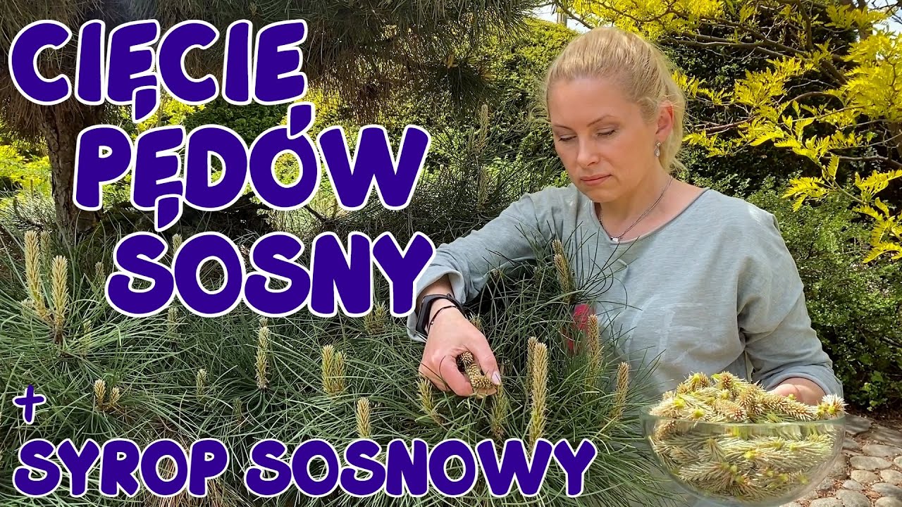 Syrop sosnowy - jak go przygotować? Przycinanie młodych pędów sosny i ...