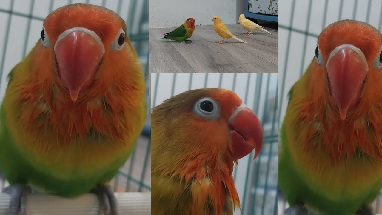 Love birds 🐦 sound/ Playing # Love birds #yellow Love birds # Love ...