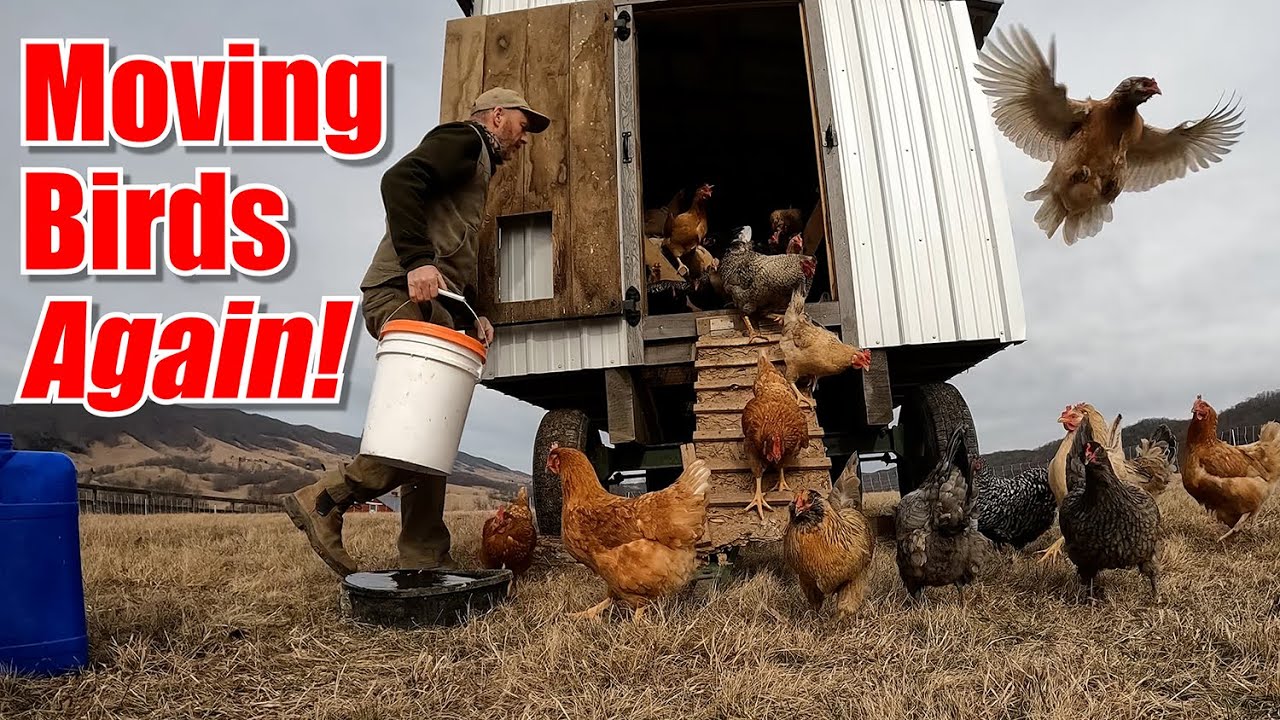 Moving Chickens Out of the Barn - Again! It's Cold! - YouTube