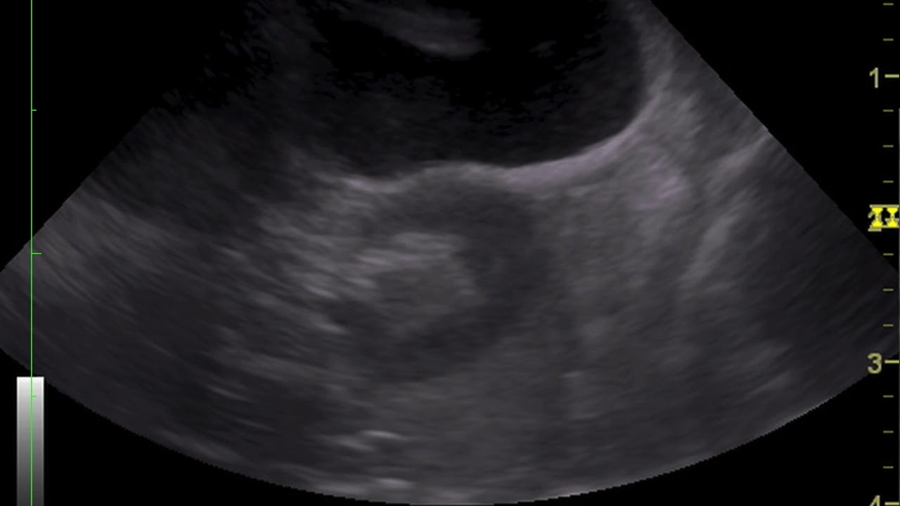 Rabbit Pyometra - YouTube