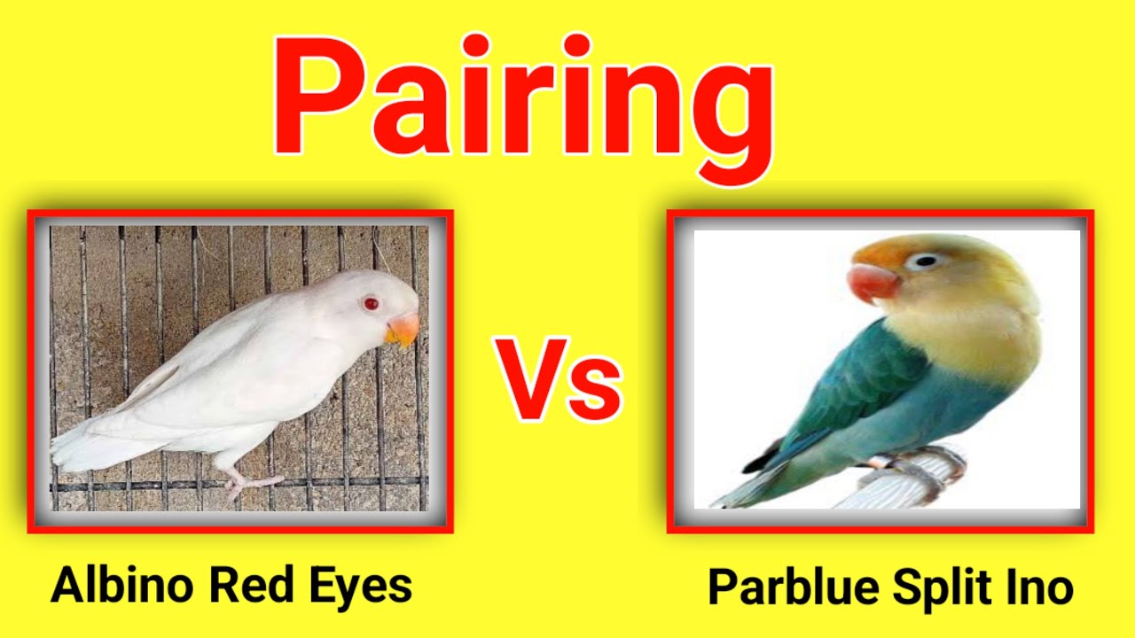Albino Red Eye Into Parblue Split Ino Pairing Result #birds - YouTube