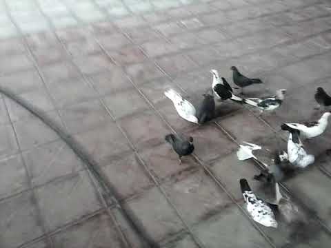 super salyan goyercinleri