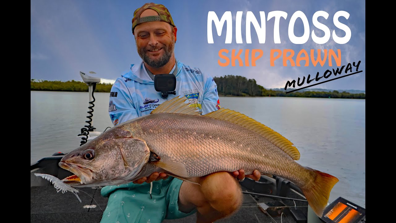 Mintoss Skip Prawn / Mulloway - YouTube